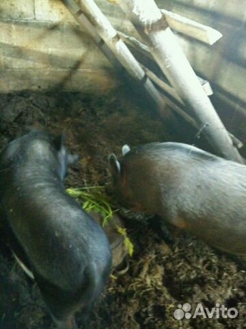 Вьетнамские вислобрюшки