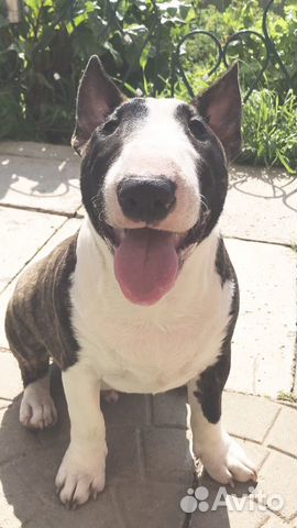 Мальчик минибуля