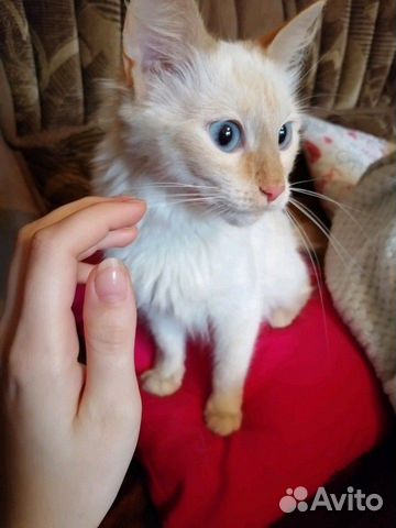 Кошечка
