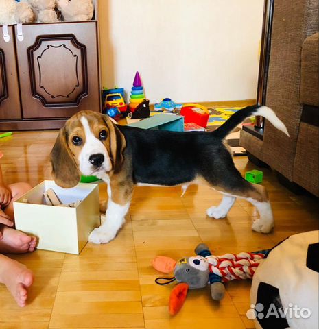 Бигль, щенок 3 месяца