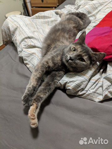 Молодая кошечка в дар