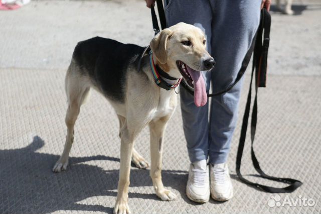 Гончая Чара ищет самый лучший дом