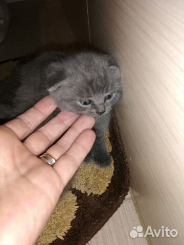 Продаю котят Британцы, вислоухие красавцы