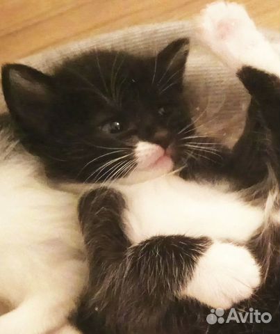 Филипп философ