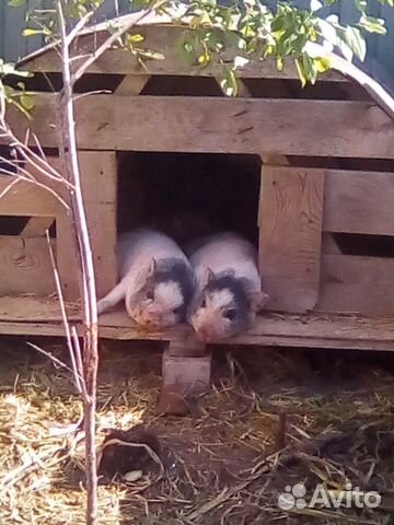 Вьетнамка с выводком