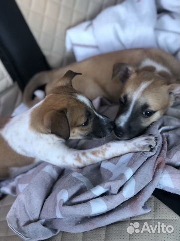 Собака, щенки помесь с фокстерьером