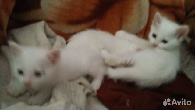 Отдам в добрые руки крошек котят