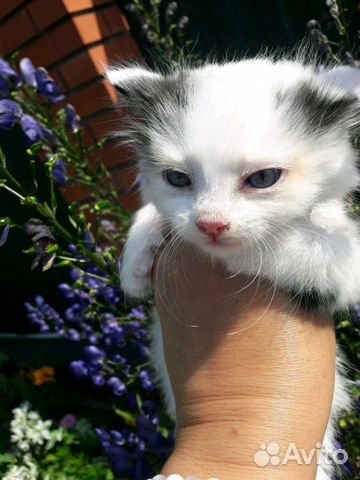 Котята