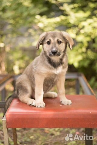 Анфиса. Маленький щенок. Бесплатно