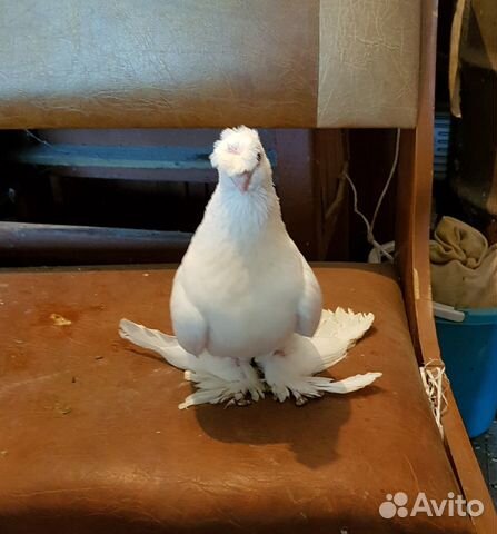 Голуби узбекские