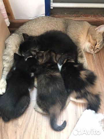 Славные котята