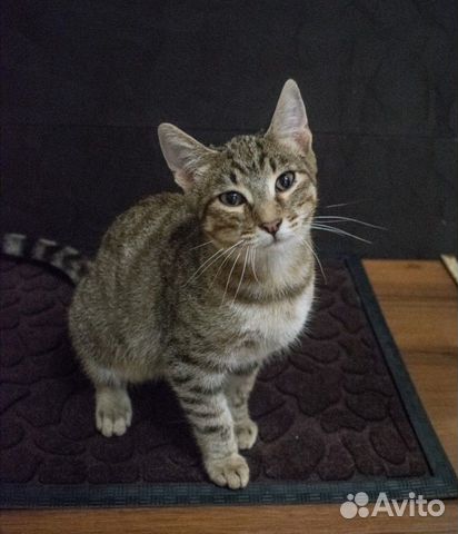 Котёнок Гарик Метёлкин ищет дом