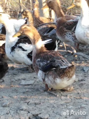 Утки домашние