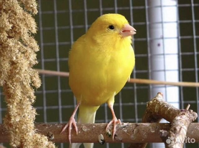 Канарейки