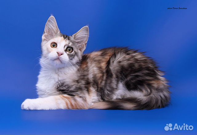 Мейн-Кун маленькая леди)