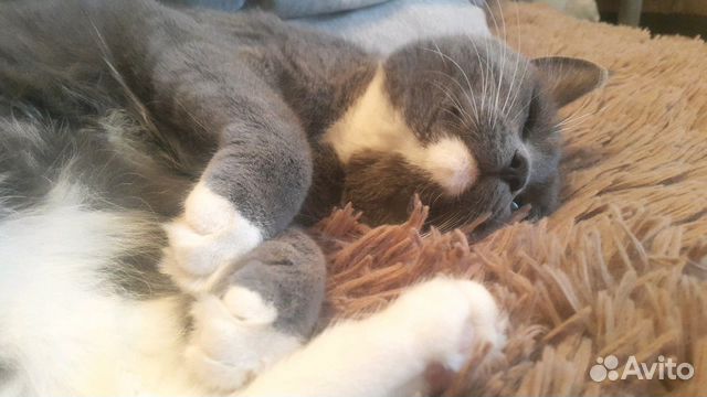 В хорошие, ответственные руки котейки