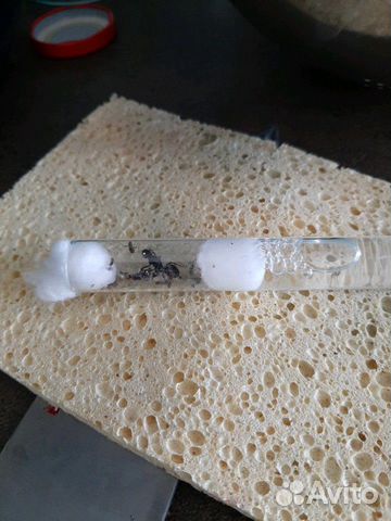 Муравьи messоr structor