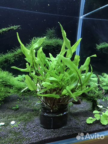 Криптокарина Вендта Зеленая