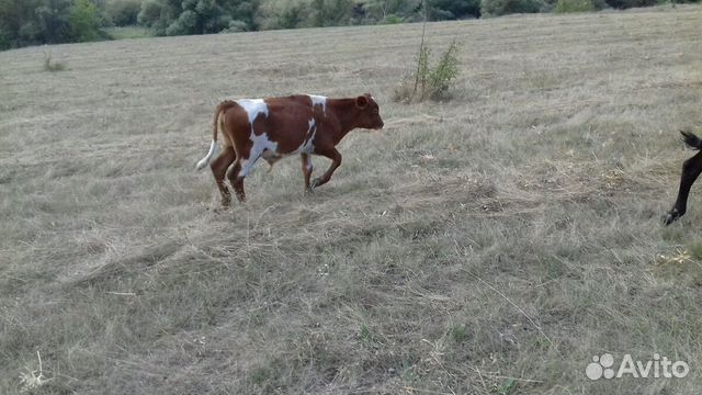 Продаю молодняк