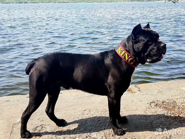 Вязка кане-корсо