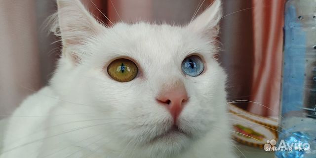 Отдаю котенка ангорская девочка по кличке Симка)
