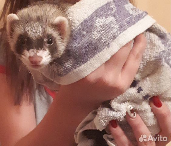 Продам хорька