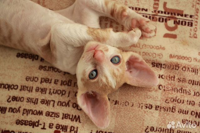 Волшебные котята корниш-рекс