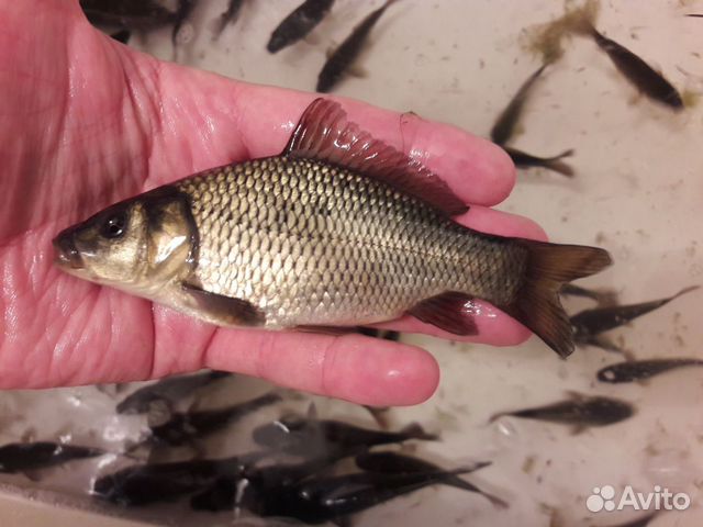 Карп в пруды