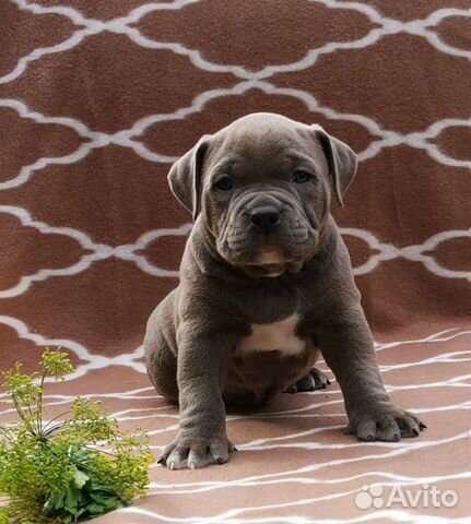 Малыш породы Американский булли