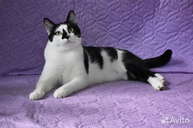 Обворожительный котик Мурчик ищет дом