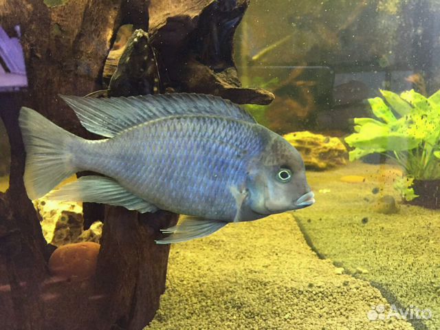 Рыбки. Дельфины. 2шт. 2 мальчика