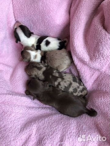 Цветные Голубоглазые Йорки