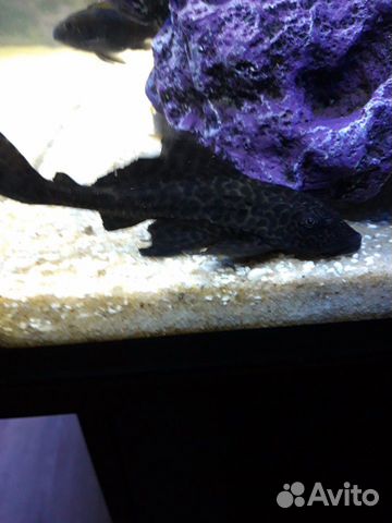 Плекостомус