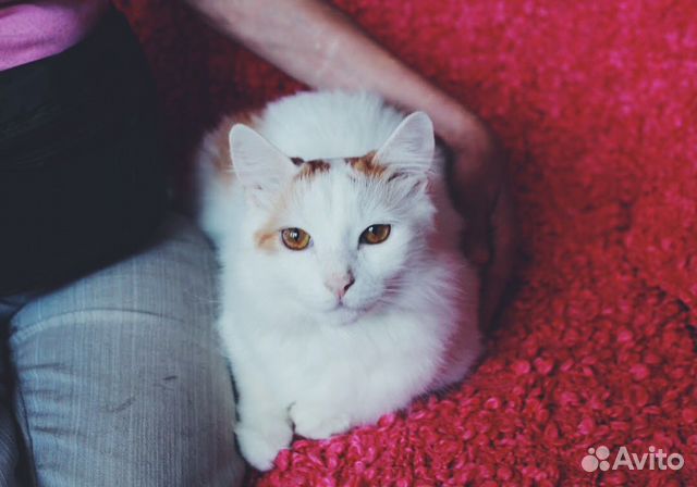 Ищет дом кот