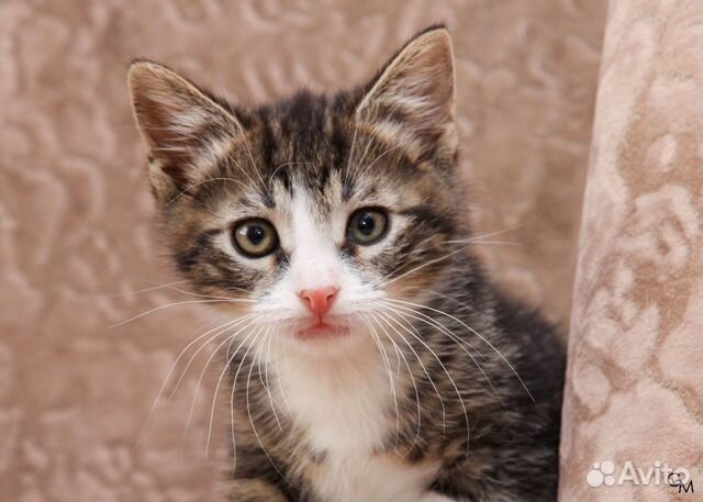 Котик 2,5 месяца,мягкий животик