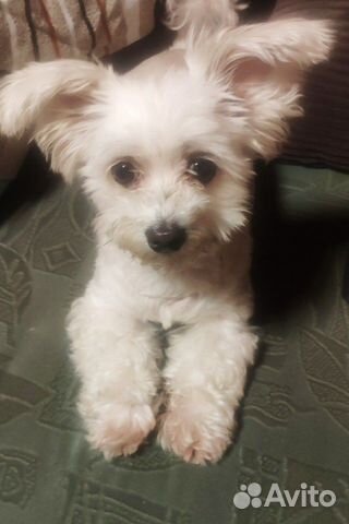 Мальтезе девочка, Соня