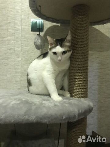 Отдам котика