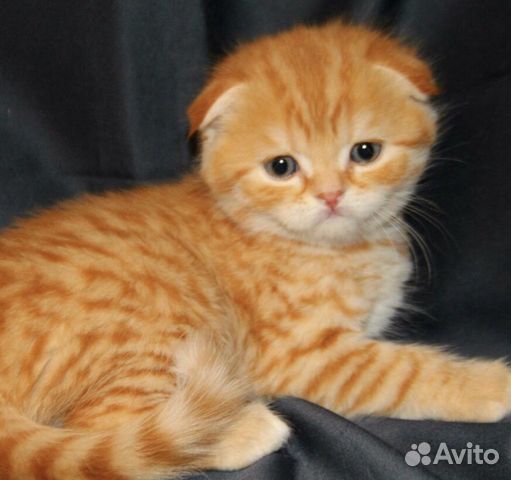Рыжие девочки, шотландские вислоушки