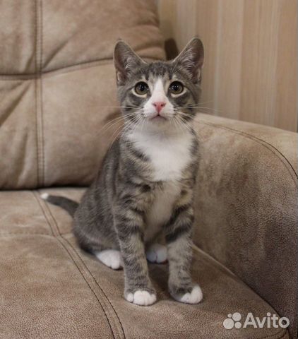 Замурчательный котенок