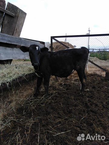 Продам бычка