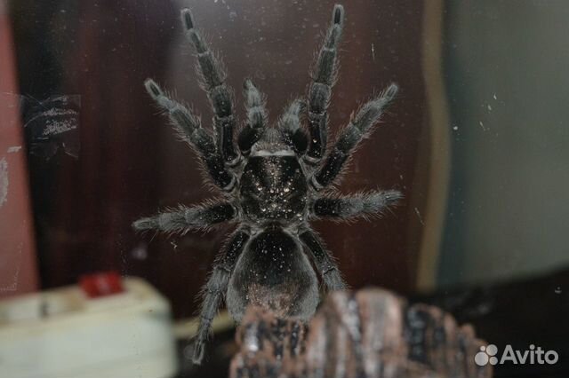 Паук птицеед Grammostola pulchra самка