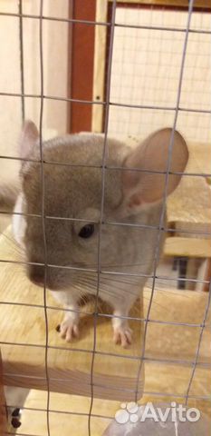 Шиншилла девочка