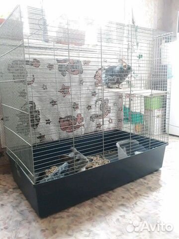 2 Шиншиллы в большой клетке