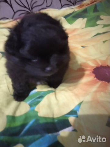 Немецкий шпиц