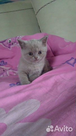 Продам плюшевую кошечку