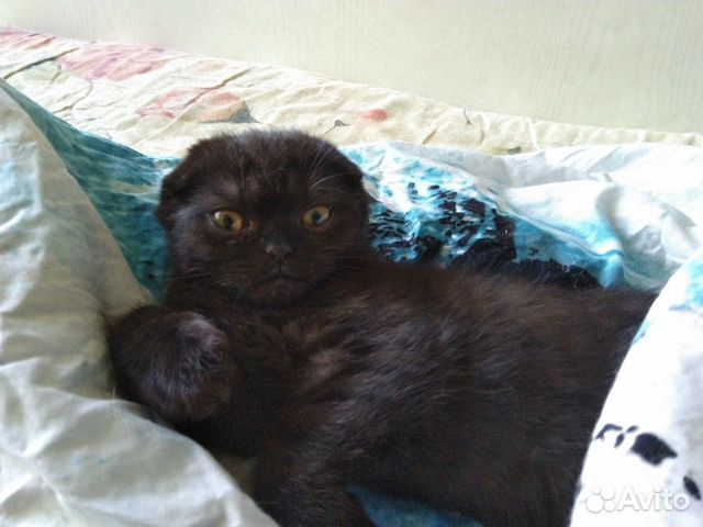 Шотландский котёнок