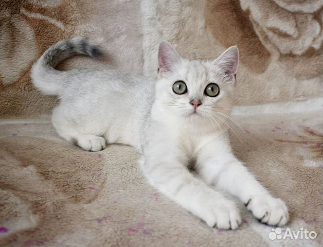 Зеленоглазая шиншилла