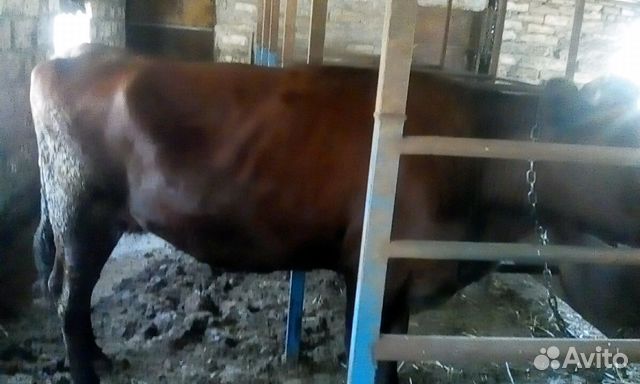 Телка на мяса