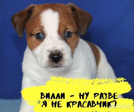 Очень классные щенки джек рассел терьера