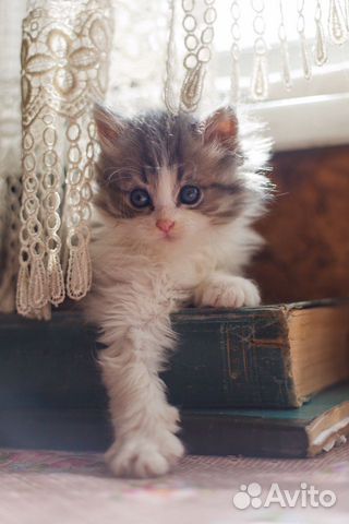 Котенок Пушок в добрые руки
